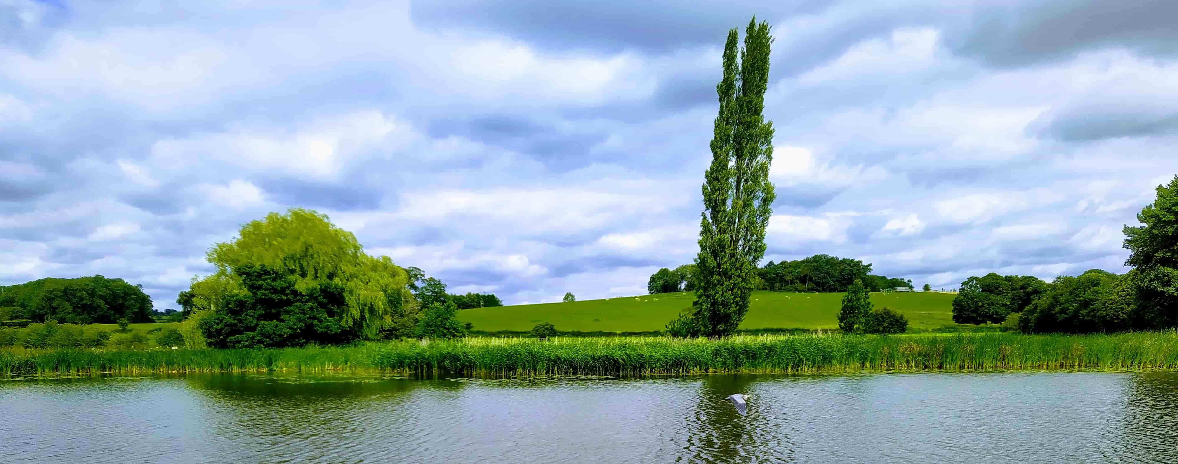 Tixall Wide – Artful Dodger